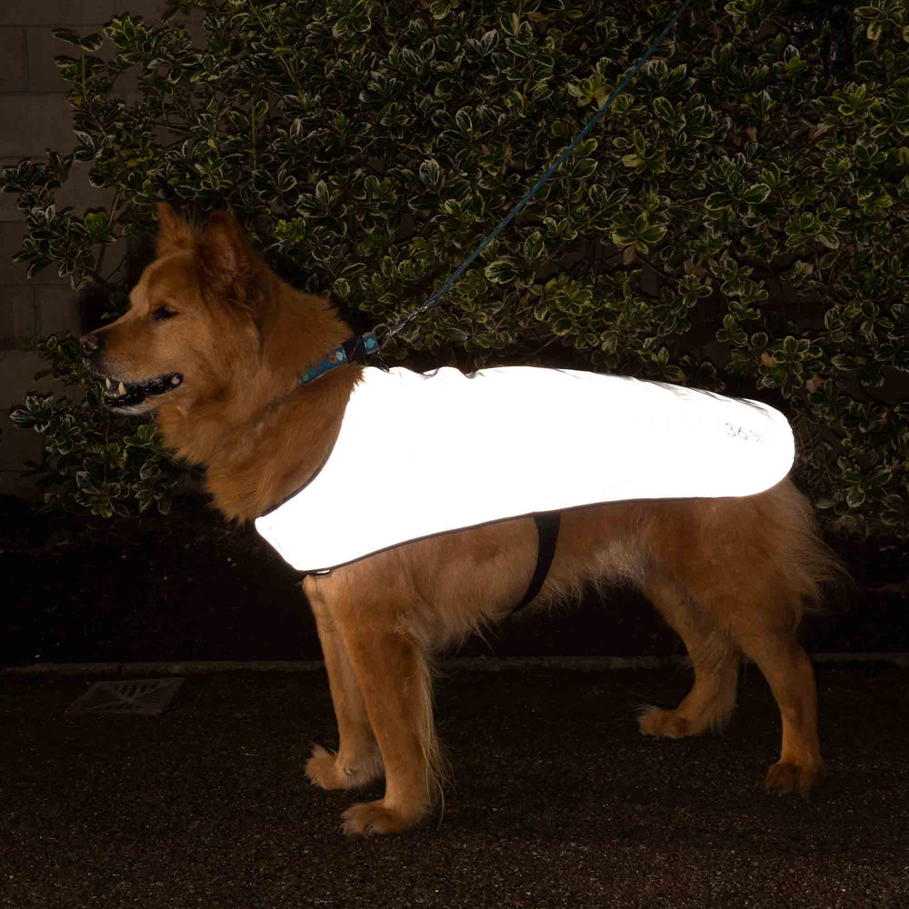 Reflective Dog Coats | Hi Vis for Dogs | Proviz Sports